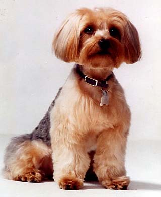 From the owner of the dog Gidget in SATC | Roger Ebert | Roger Ebert