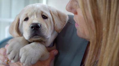 Pick of the Litter movie review (2018) | Roger Ebert